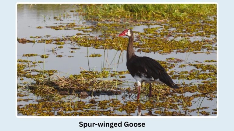 35 Types of Goose: Identification With Name & Pictures