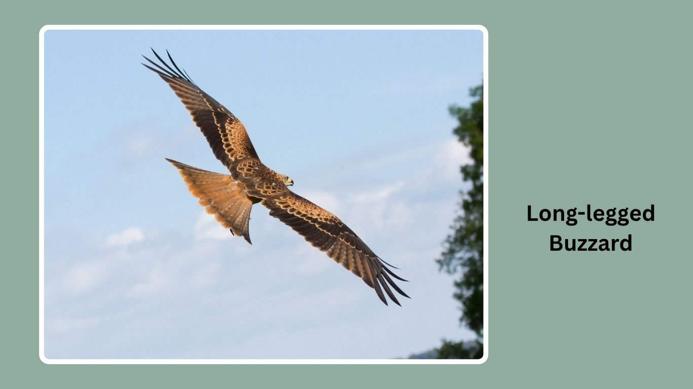 35 Types of Hawks: Identification With name and Images