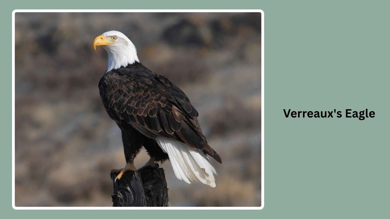 25 Types of Eagles Around the World: Identification With Picture