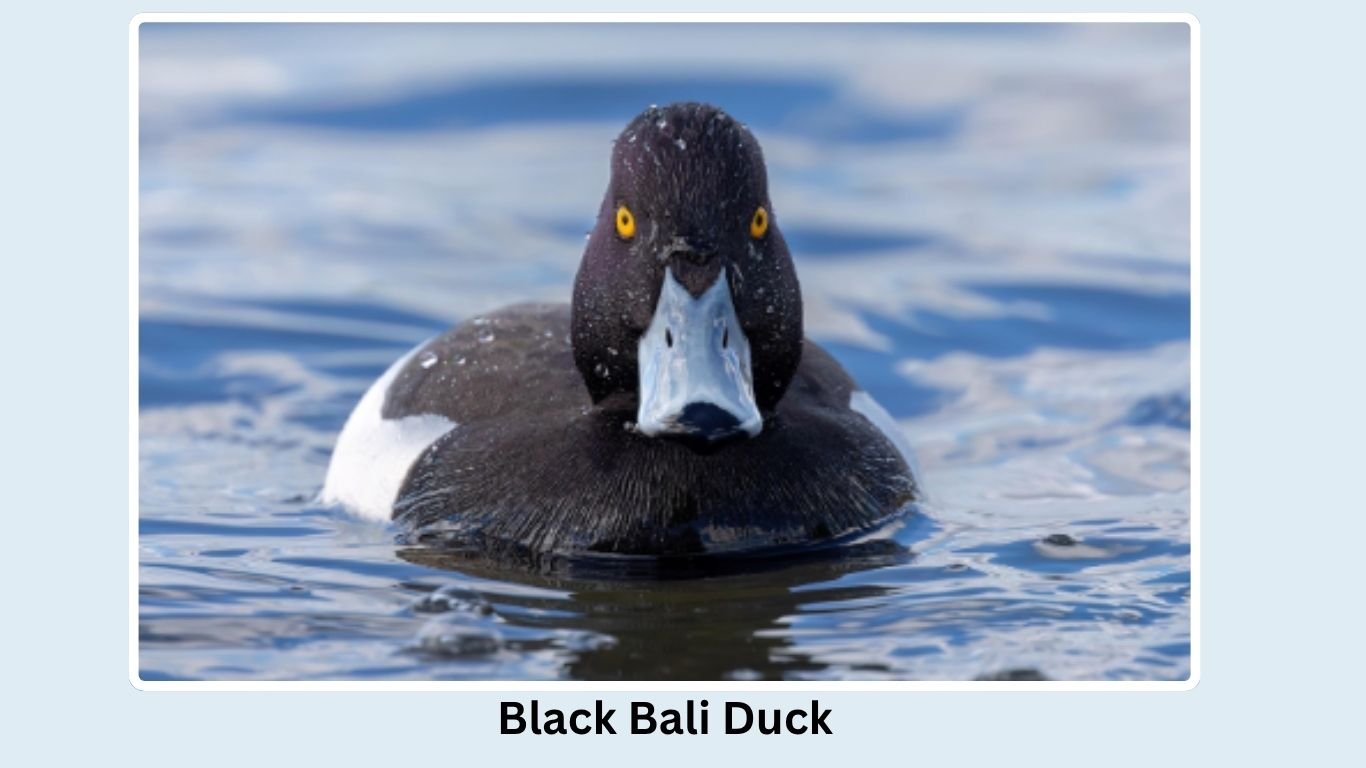 25 Types of Black Ducks: Identification with Name & Pictures