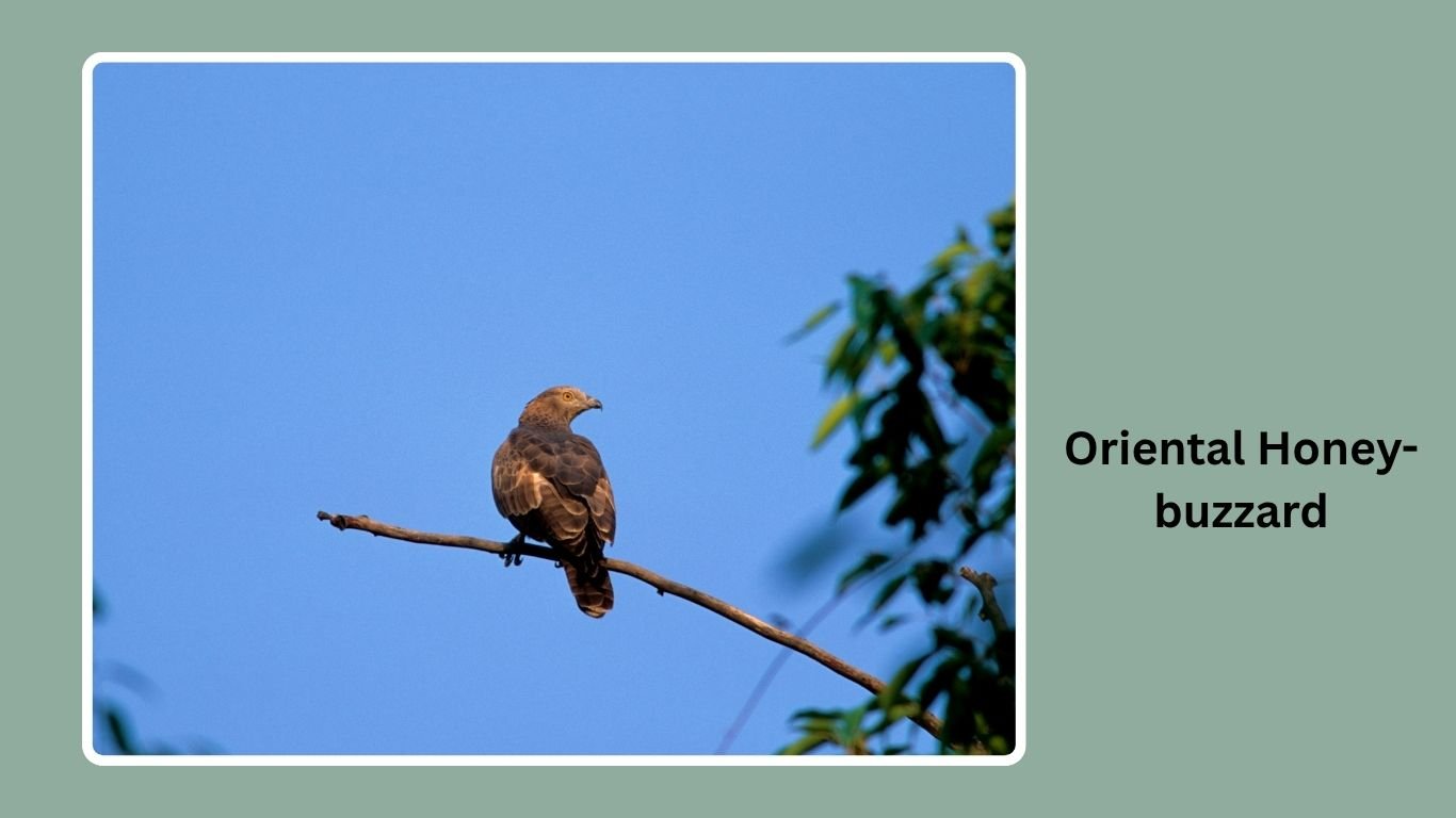 35 Types of Hawks: Identification With name and Images