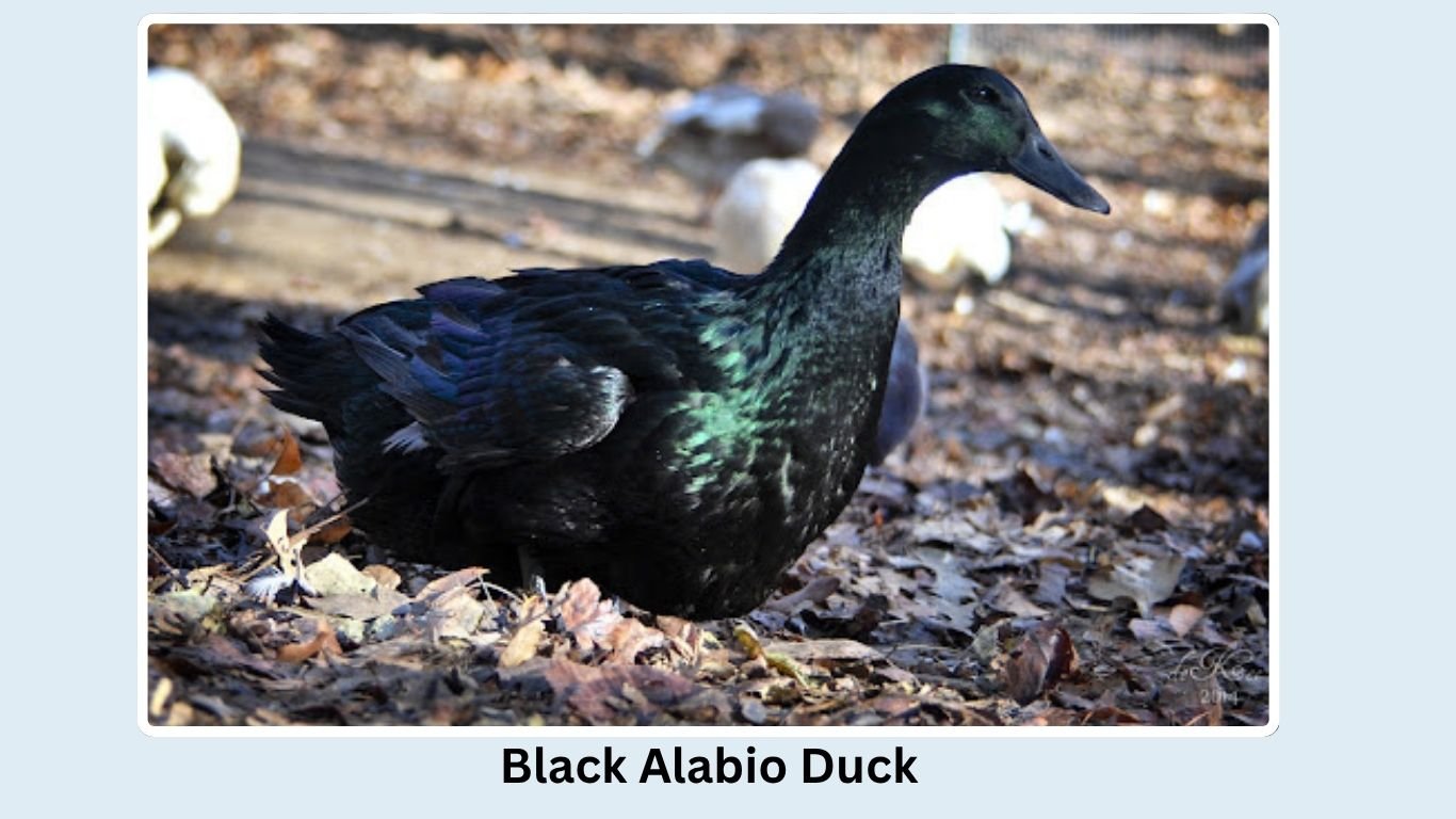 25 Types of Black Ducks: Identification with Name & Pictures