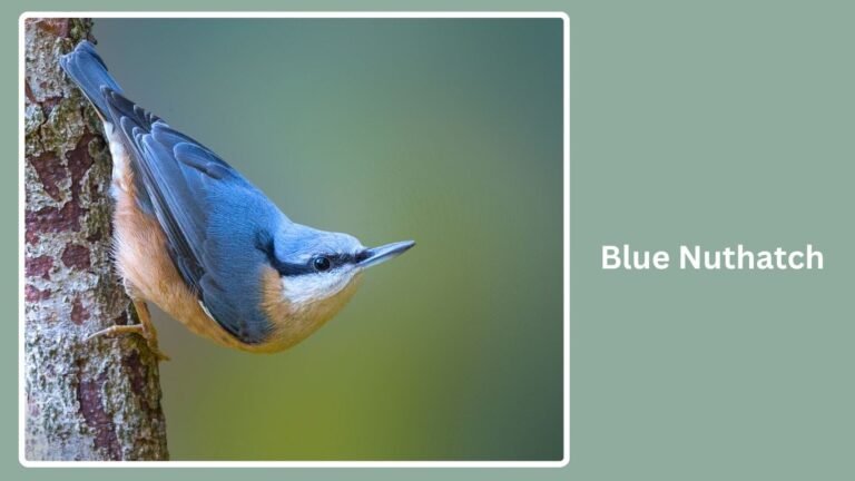23 Completely Blue Birds: Identification with Pictures