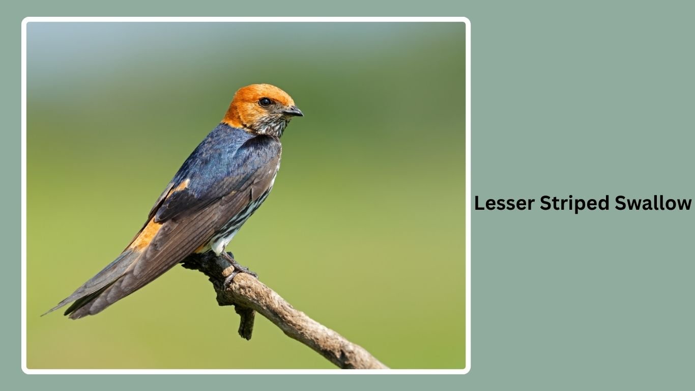 30 Types of Swallow Birds: Identification, Habits, and Nesting