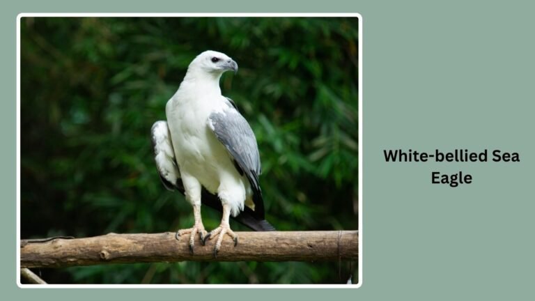 25 Types of Eagles Around the World: Identification With Picture