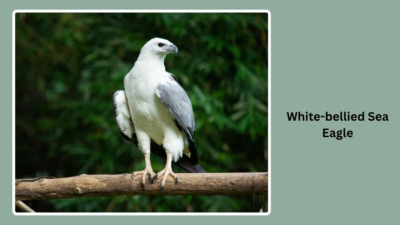 25 Types of Eagles Around the World: Identification With Picture
