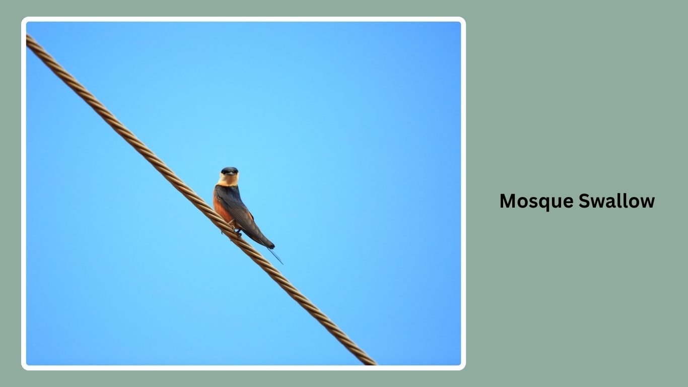 30 Types of Swallow Birds: Identification, Habits, and Nesting