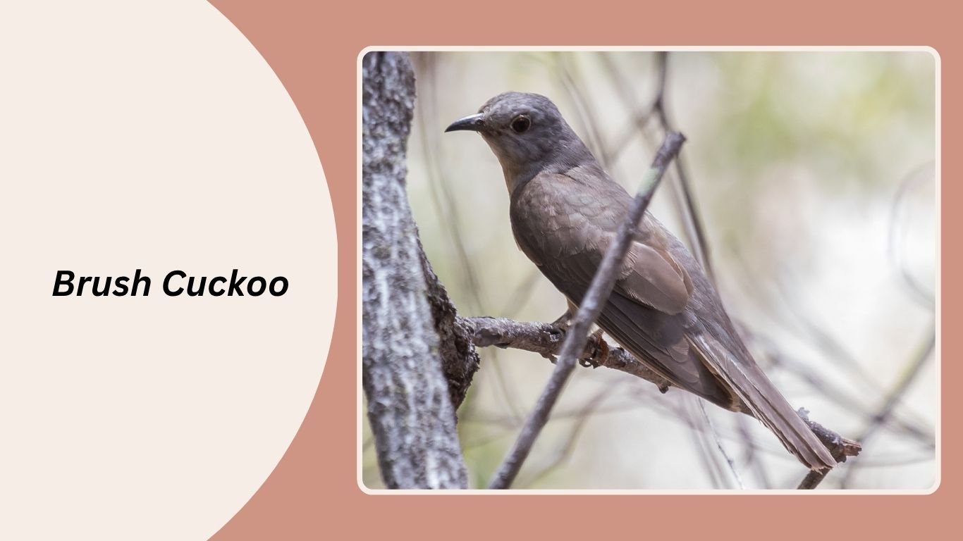 35 Types of Common Cuckoo Birds: Identification with Pictures