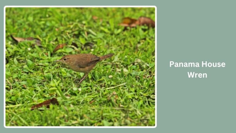 All Types of House Wrens: Identification By Name & Picture