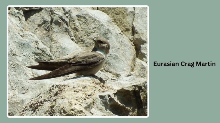 30 Types of Swallow Birds: Identification, Habits, and Nesting