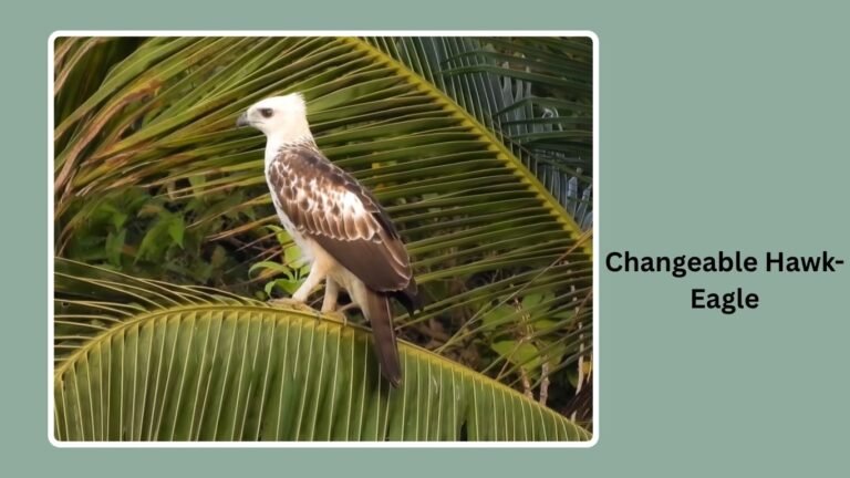 35 Types of Hawks: Identification With name and Images