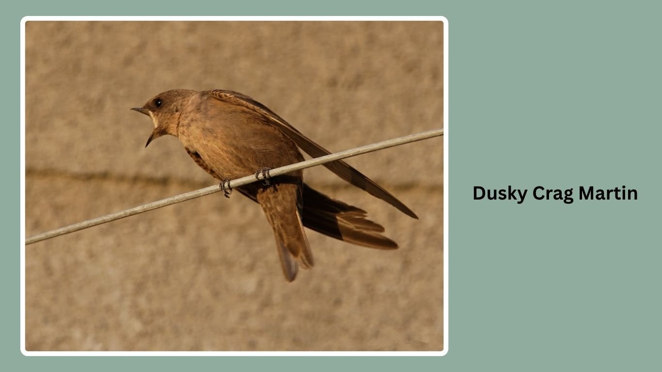 30 Types of Swallow Birds: Identification, Habits, and Nesting