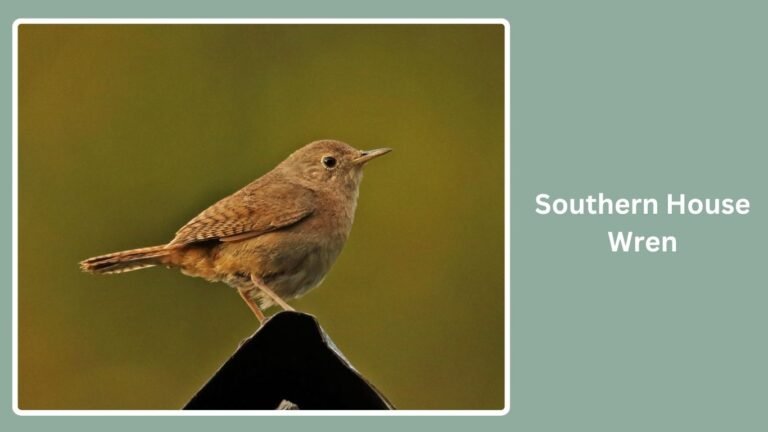 All Types of House Wrens: Identification By Name & Picture