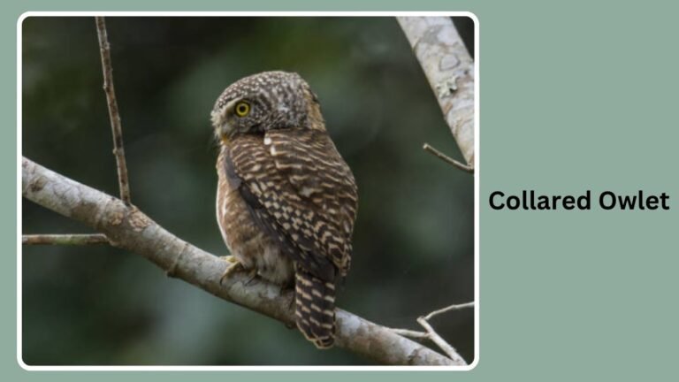 32 Types of Owls: Common species (Name With Picture)