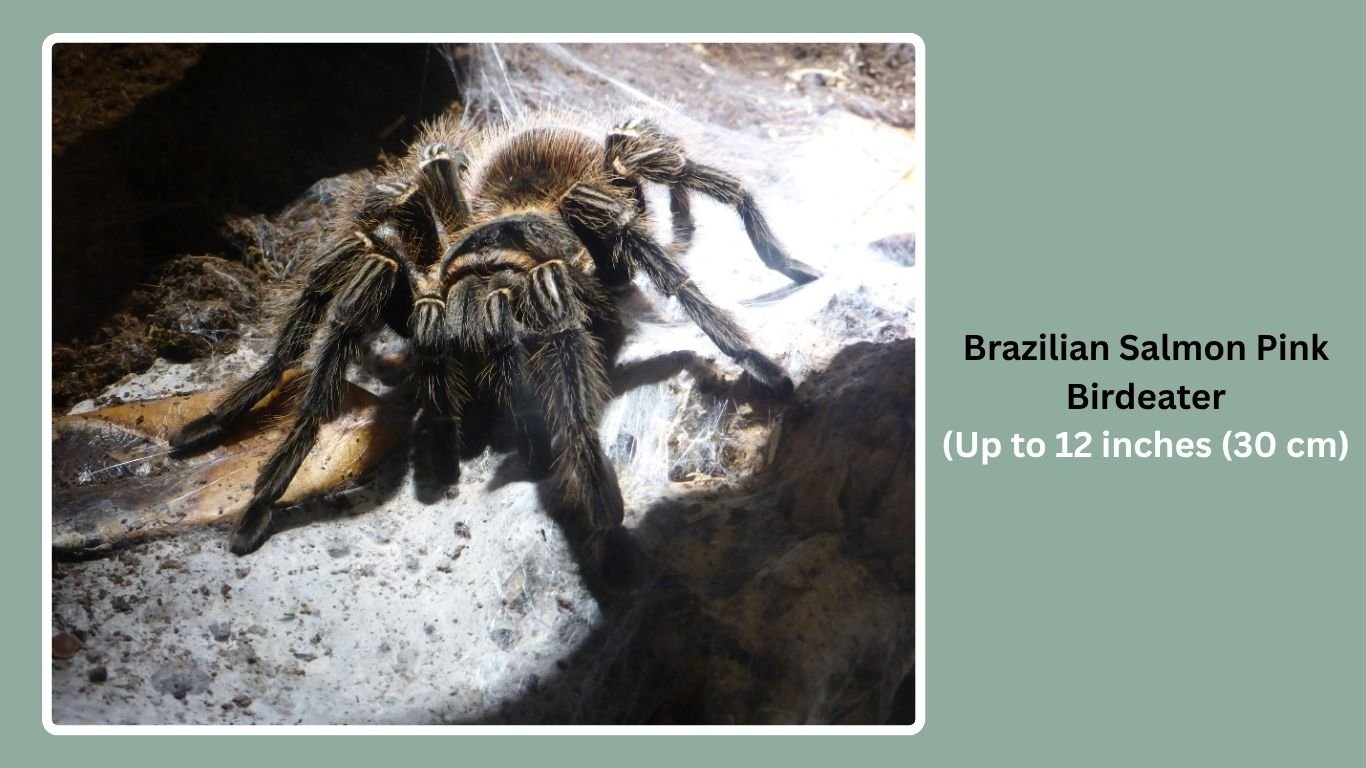 17 Largest Spiders in the World (Ranked by Size)