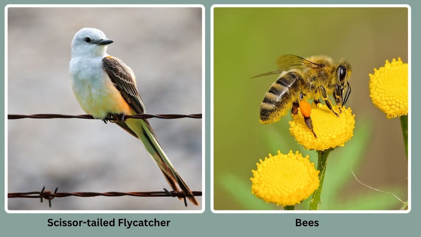 30 Birds That Eat Insects Only: Diet with name