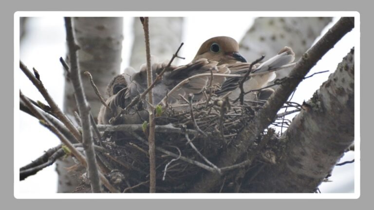 Mourning Dove Nesting Habits: Nesting Sites, Baby Dove Care