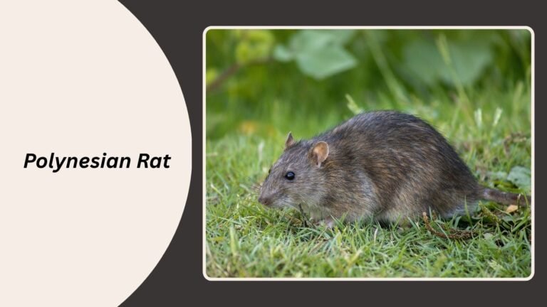 13 Types of Common Rats: Identification with Images