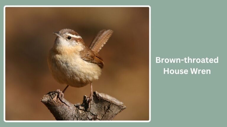 All Types of House Wrens: Identification By Name & Picture