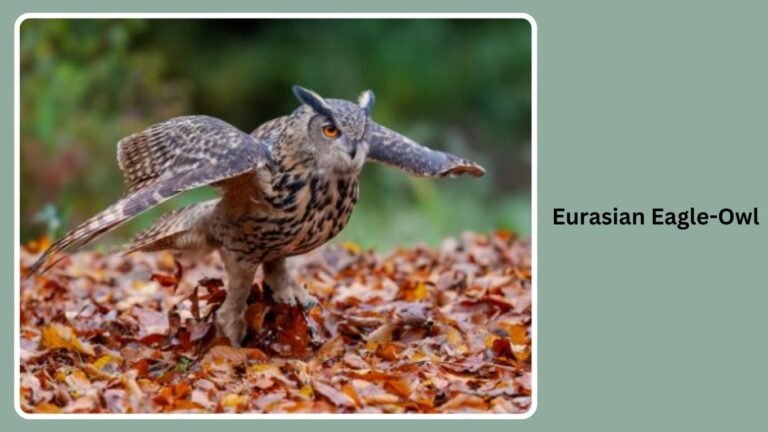 32 Types of Owls: Common species (Name With Picture)