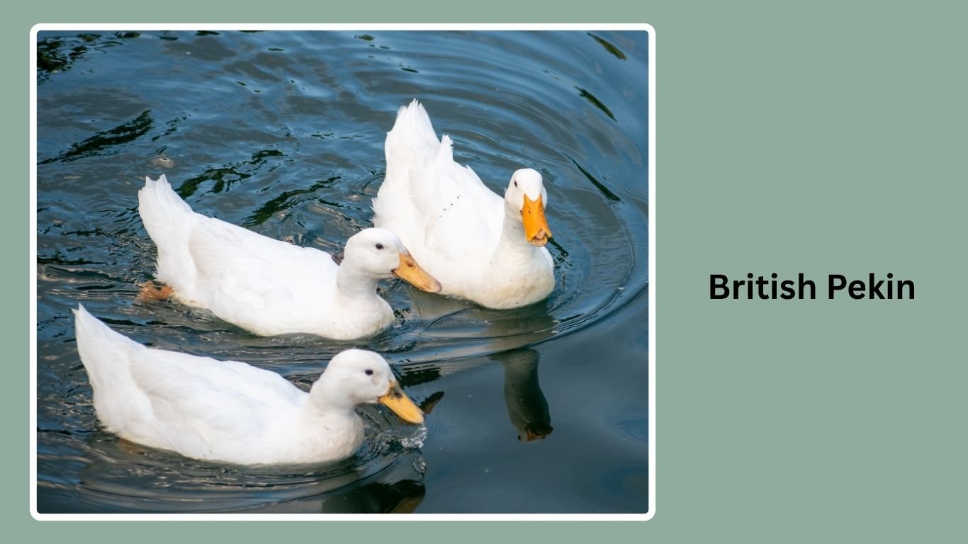 8 Types of Pekin Ducks: Identification with Pictures