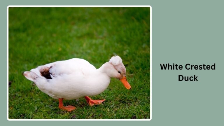 15 Types of White Duck: Identification with Pictures & Name