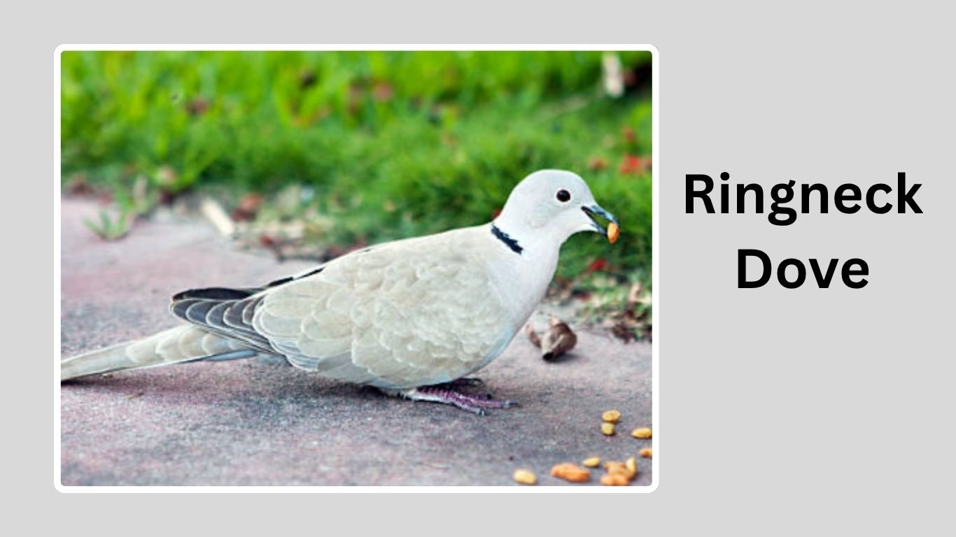 10 Types of White Dove Birds: Identificaton With Images