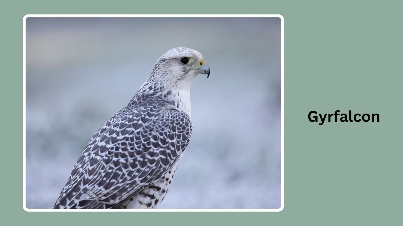 20 Types of Falcons Birds: Identification With Name & Images