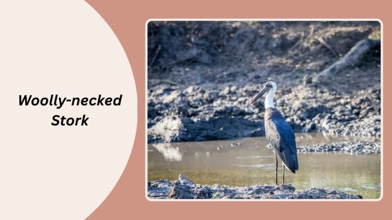 19 Types of Storks: Identification with Images and Features