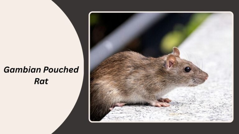 13 Types of Common Rats: Identification with Images