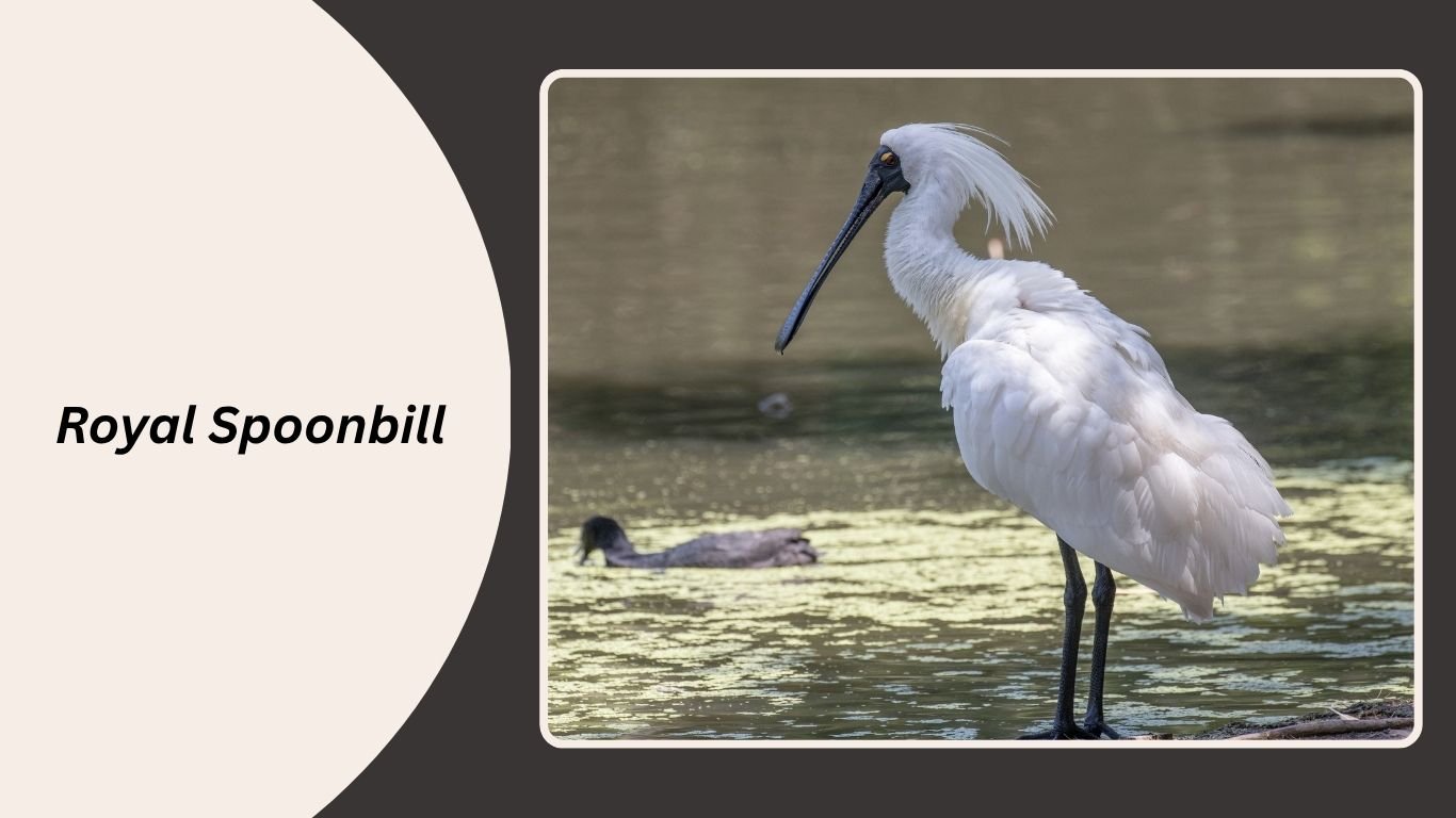 13 White Birds with Long Beaks: Identification With Images