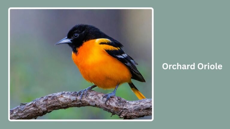 12 Birds That Look Like the American Robin (ID & Pictures)
