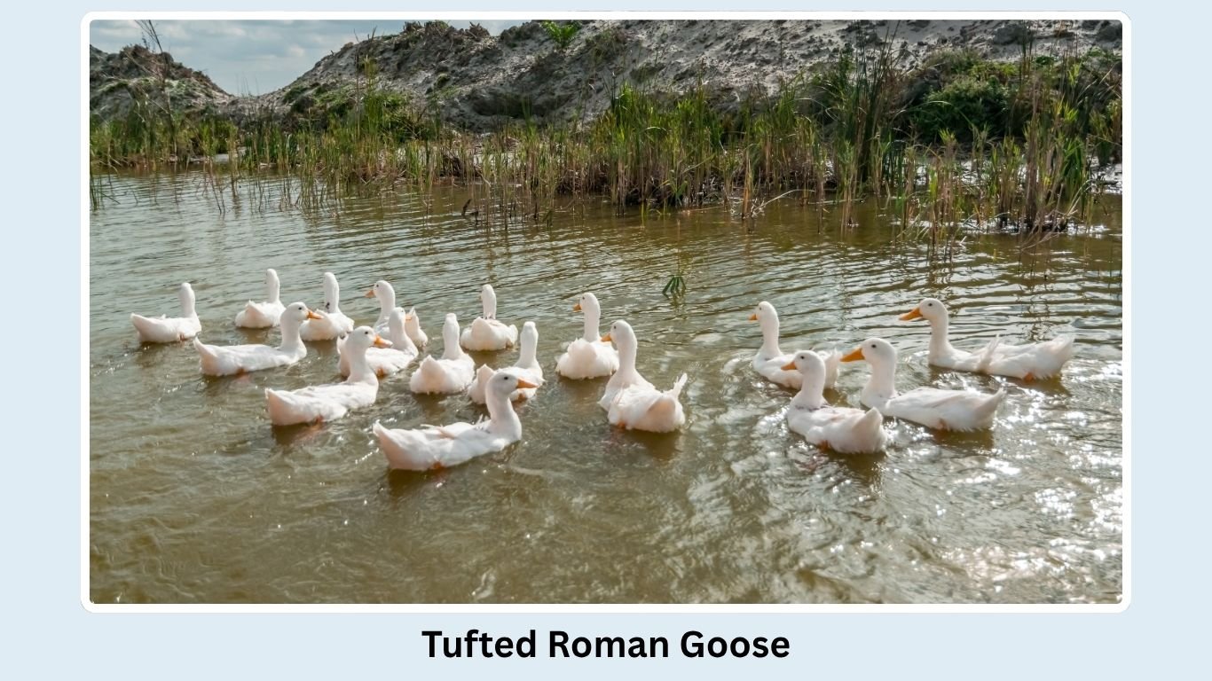 14 Types of Completely White Geese (Identification & Growth Details)
