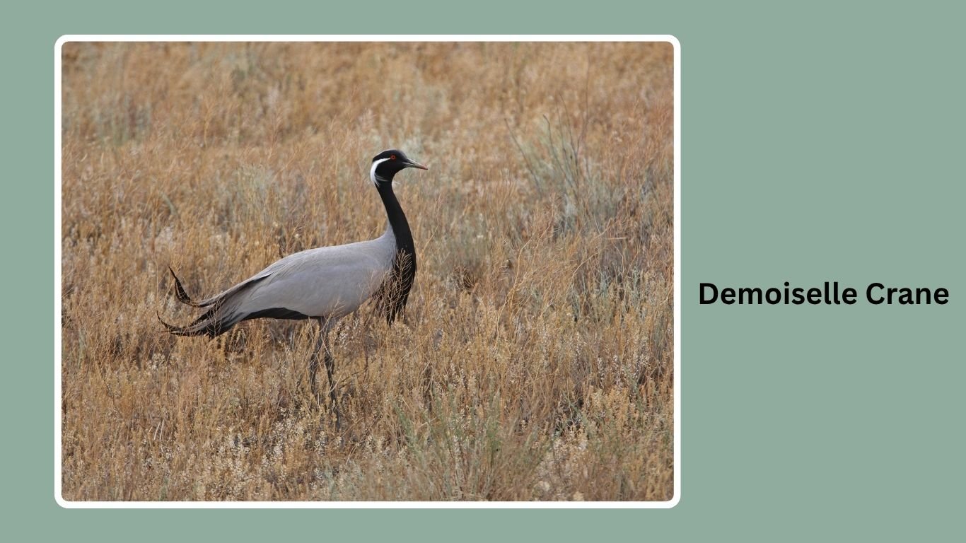 16 Types of Common Crane Birds: Identification with Images
