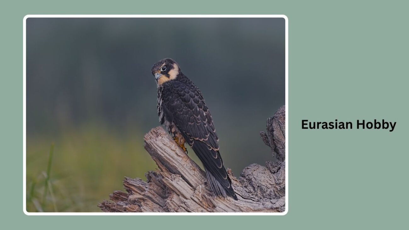 20 Types of Falcons Birds: Identification With Name & Images