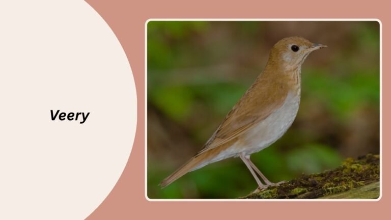 23 Common Types of Thrush Birds: Identification and Features