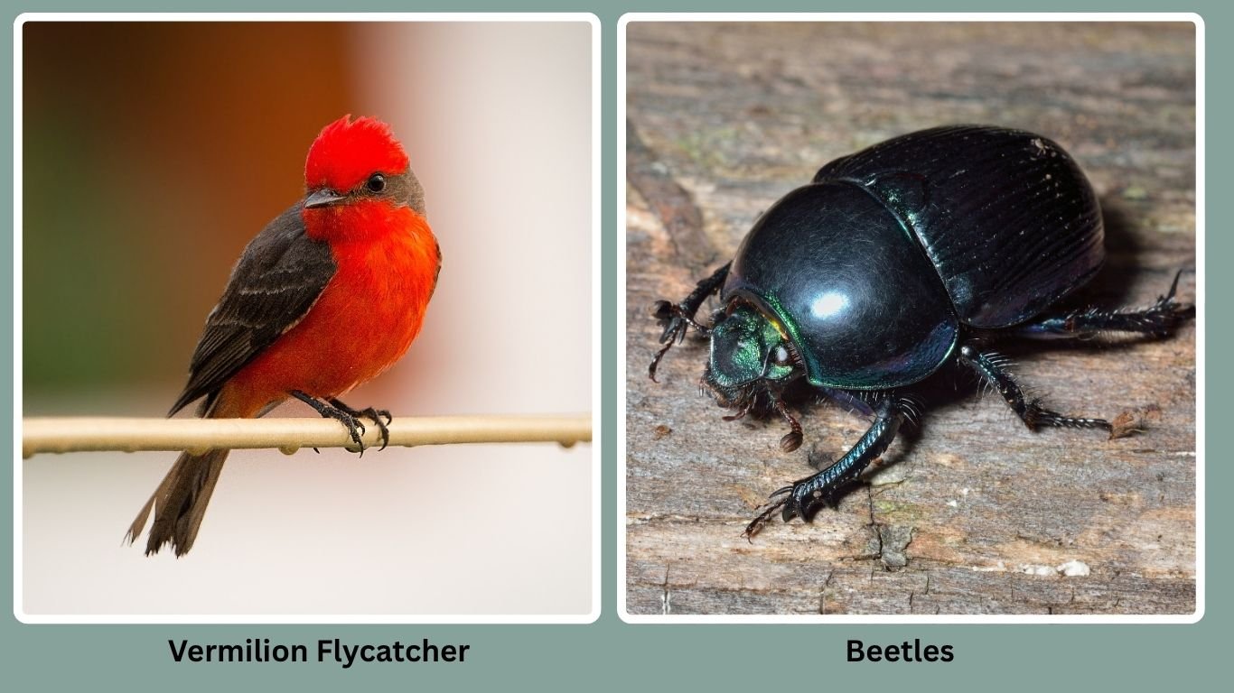 30 Birds That Eat Insects Only: Diet with name