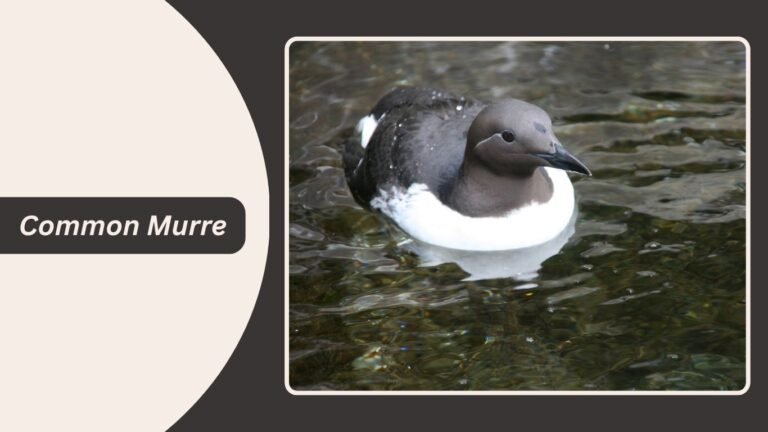 18 Types of Auk Birds: Identification, Habitat & Pictures