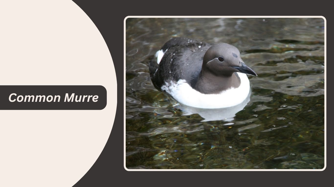 18 Types of Auk Birds: Identification, Habitat & Pictures