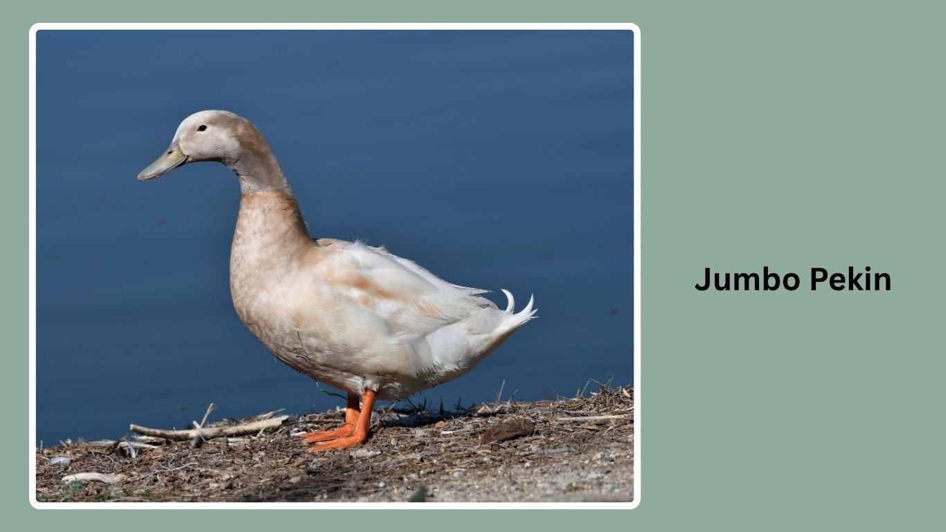 8 Types of Pekin Ducks: Identification with Pictures