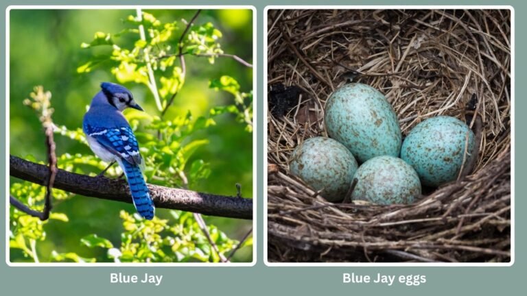 9 Birds That Lay Blue Eggs: Identification with Pictures