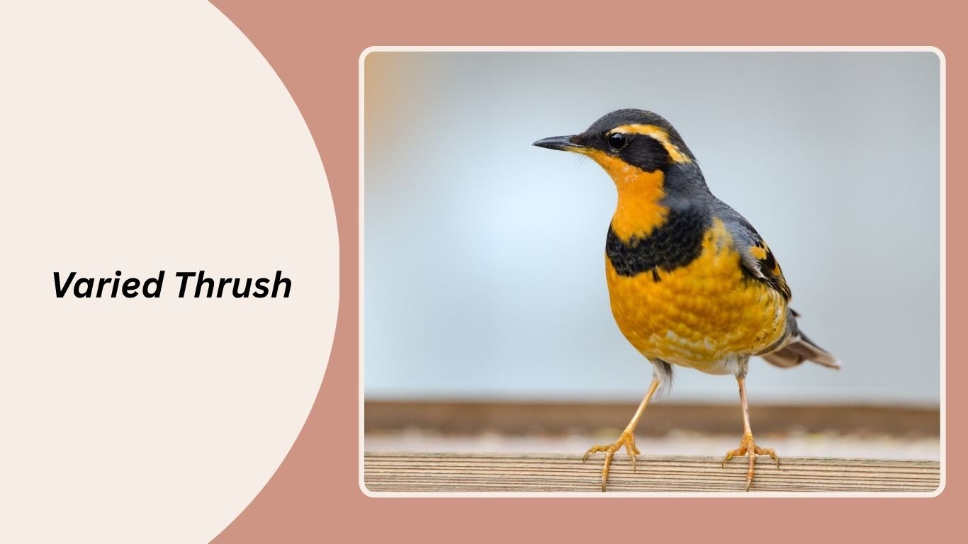23 Common Types of Thrush Birds: Identification and Features