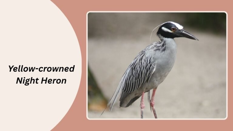 17 Common Types of Herons: Images, Traits, and Habitats