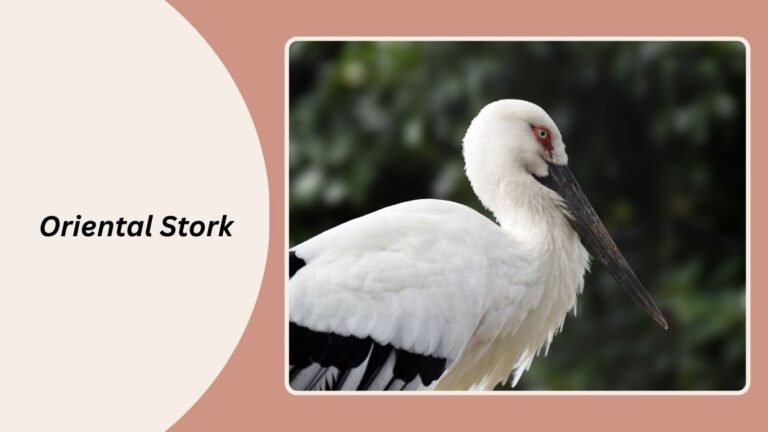 19 Types of Storks: Identification with Images and Features
