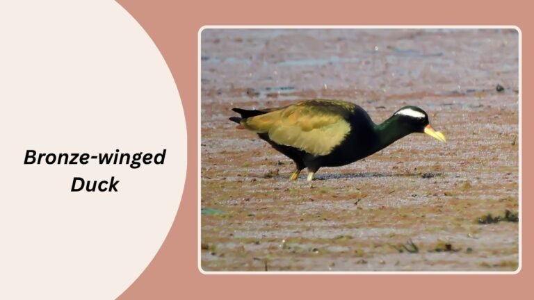 8 Amazing Mountain Ducks That Live Where Few Birds Dare