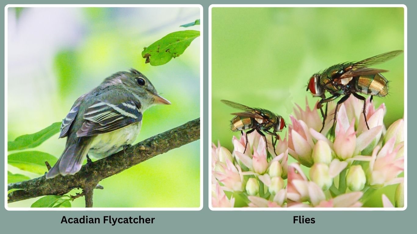 30 Birds That Eat Insects Only: Diet with name