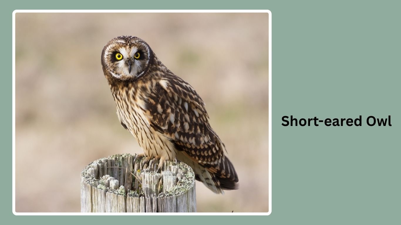 32 Types of Owls: Common species (Name With Picture)