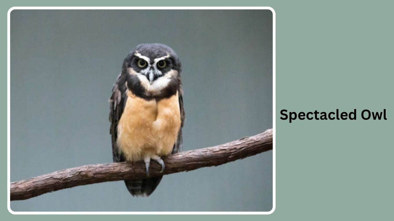 32 Types of Owls: Common species (Name With Picture)