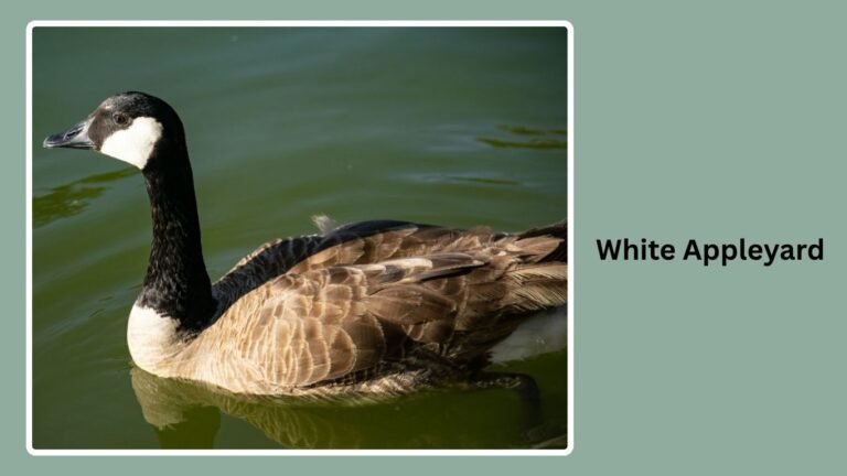 15 Types of White Duck: Identification with Pictures & Name