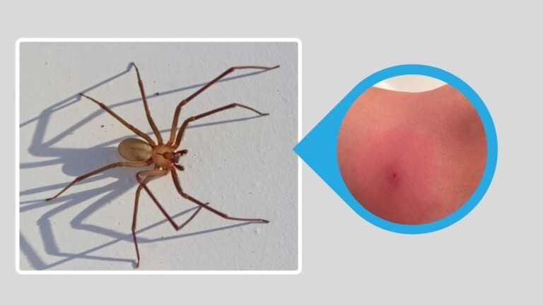 15 Types of Recluse Spiders: Identification, Habits, and Bite Symptoms